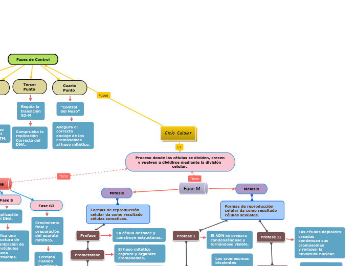 Ciclo Celular - Mind Map